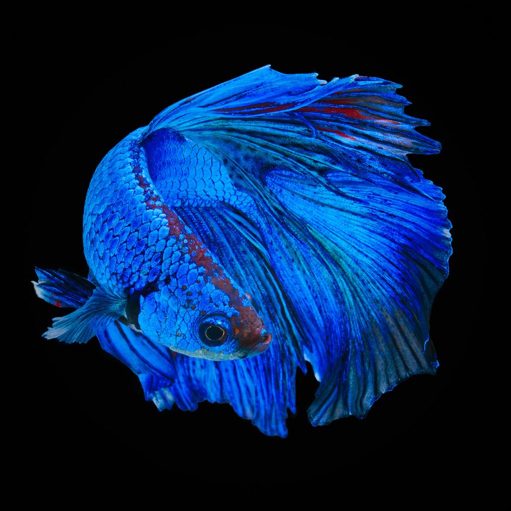 fish | Indian Betta Fish | Betta Fish India